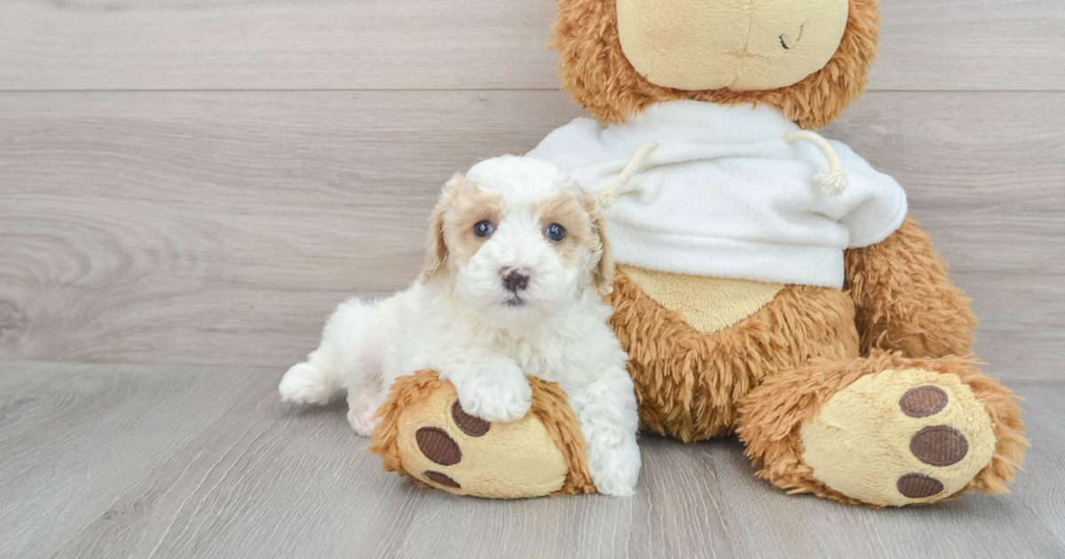 Sweet Poodle Invictus: 3lb 12oz Purebred Puppy
