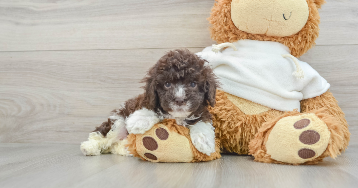 Popular Poodle Invictus: 3lb 6oz Purebred Puppy
