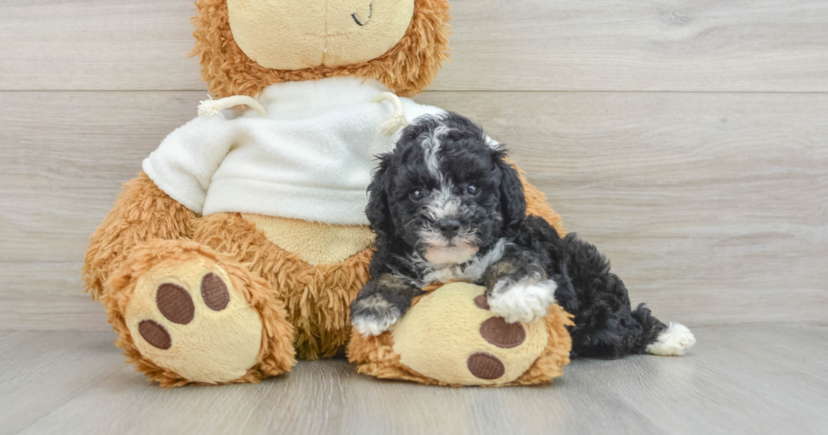 Happy Poodle Invictus: 2lb 14oz Purebred Puppy