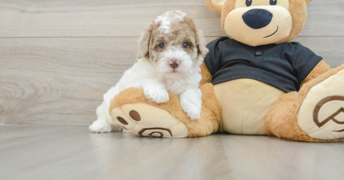 Poodle Invictus: 2lb 12oz Purebred Puppy