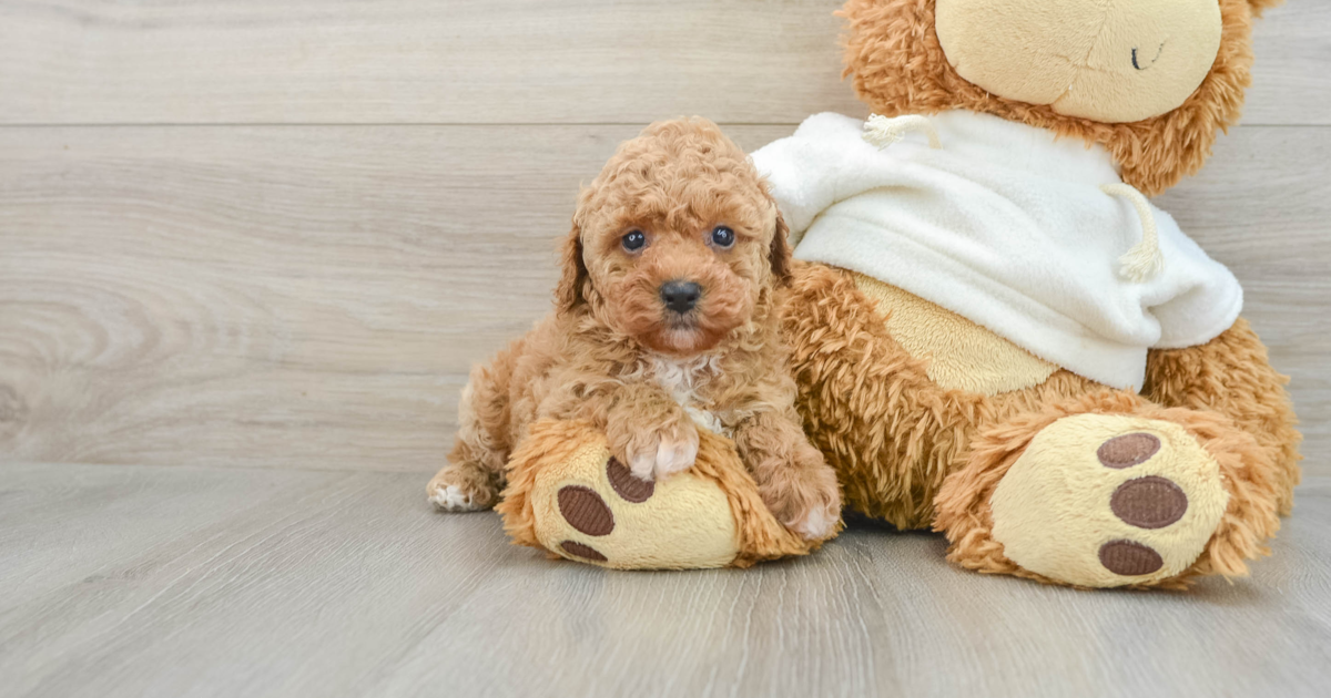 Sweet Poodle Irma: 3lb 9oz Purebred Puppy