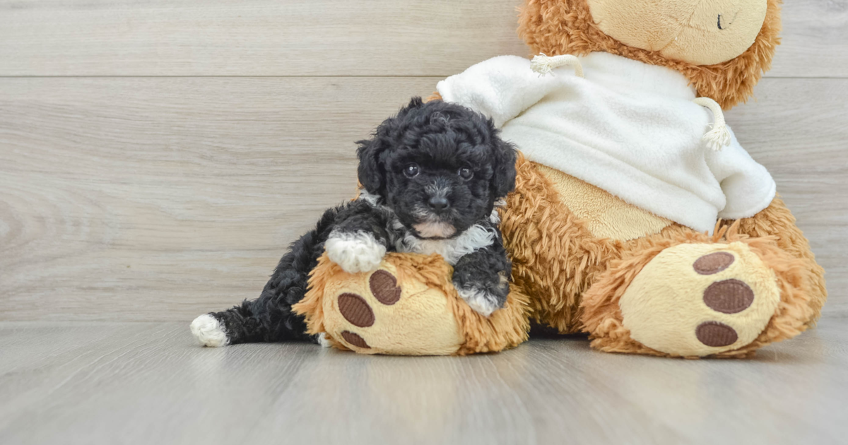Cute Poodle Isla: 2lb 1oz Purebred Puppy