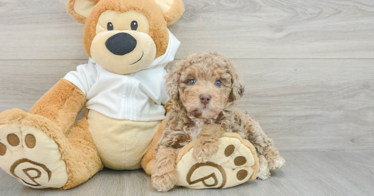 Petite Poodle Isla: 4lb 14oz Purebred Puppy