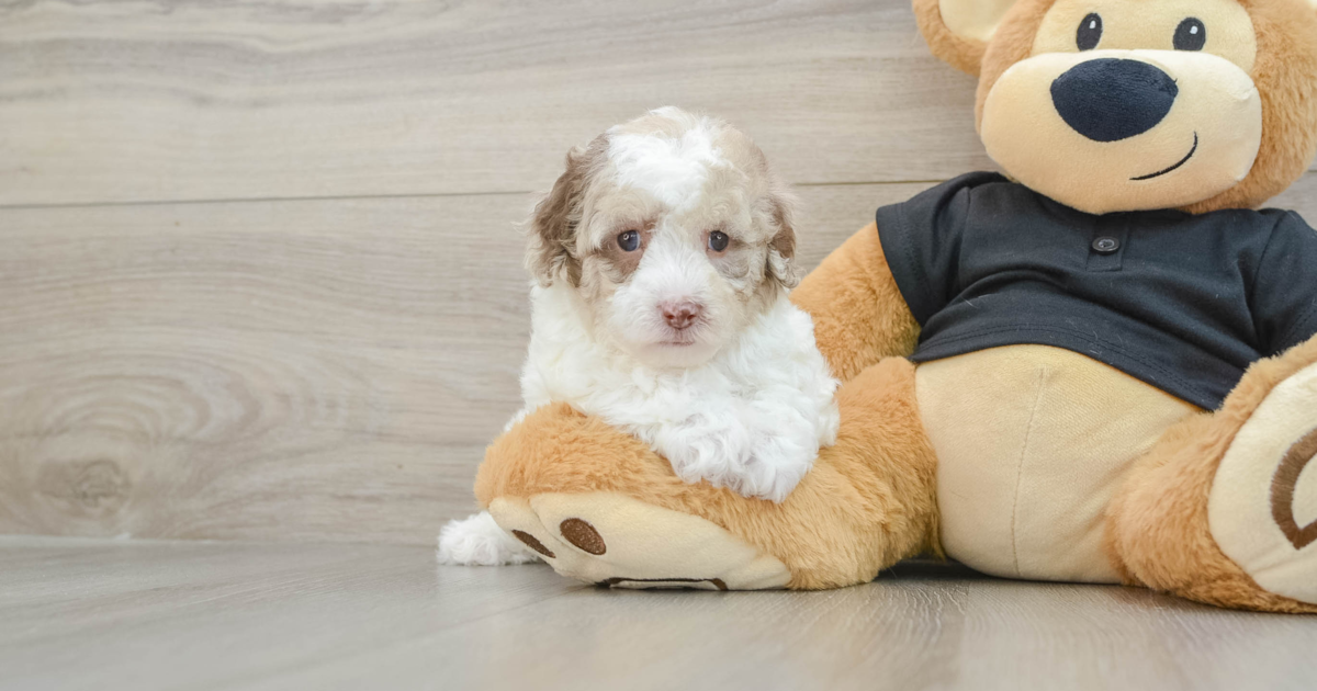 Funny Poodle Isla: 3lb 8oz Purebred Puppy