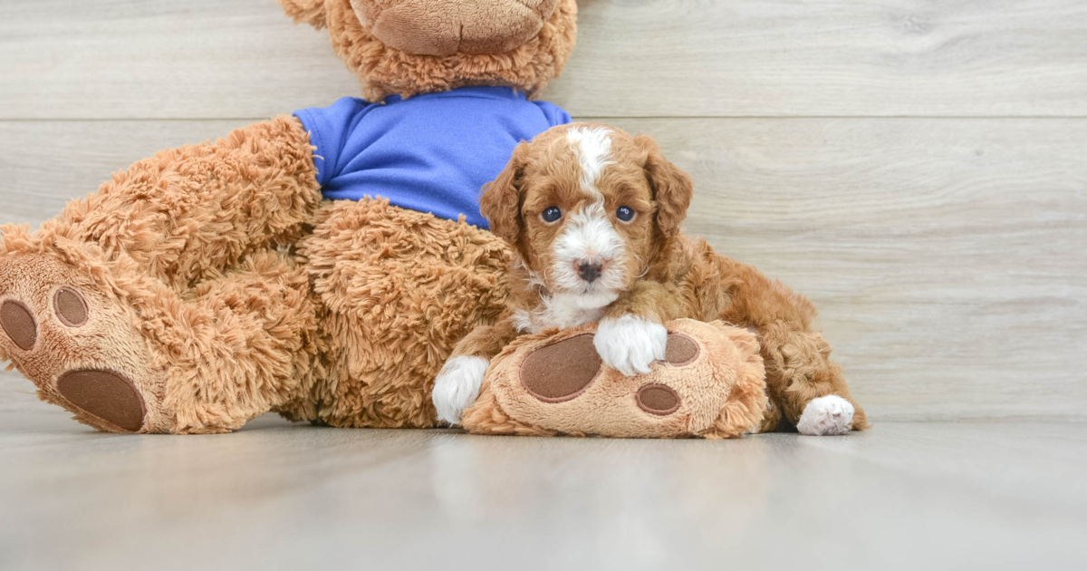 Akc Registered Poodle Ivan: 3lb 6oz Purebred Puppy
