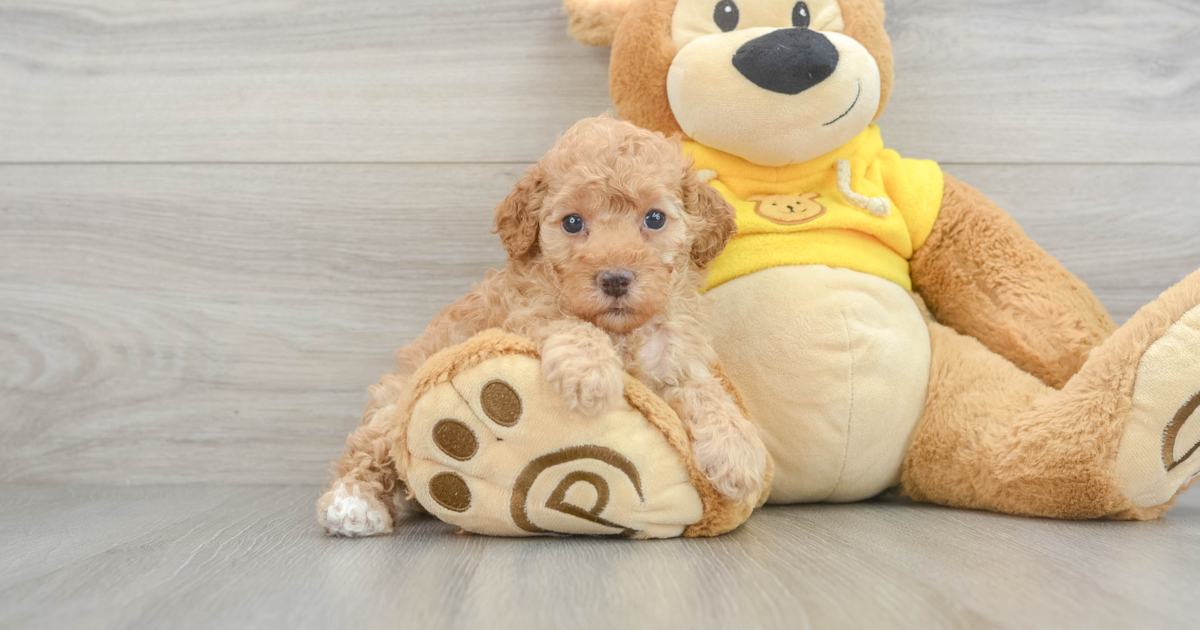 Petite Poodle Lolly: 3lb 6oz Purebred Puppy
