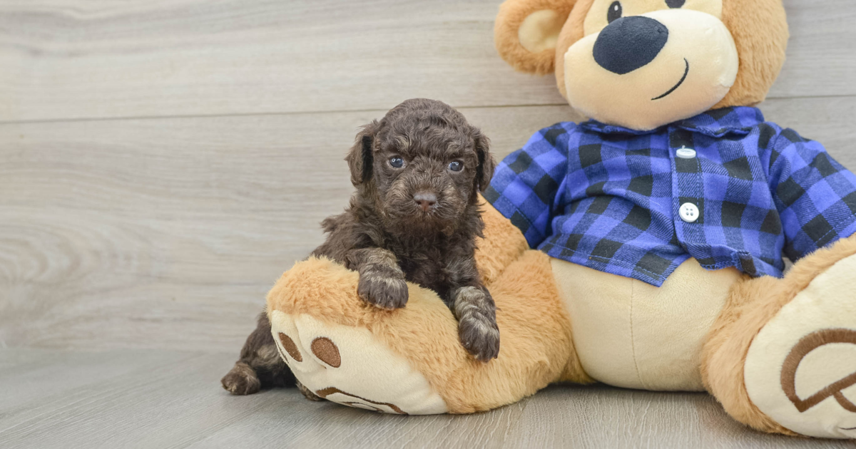 Sweet Poodle Lolly: 2lb 15oz Purebred Puppy