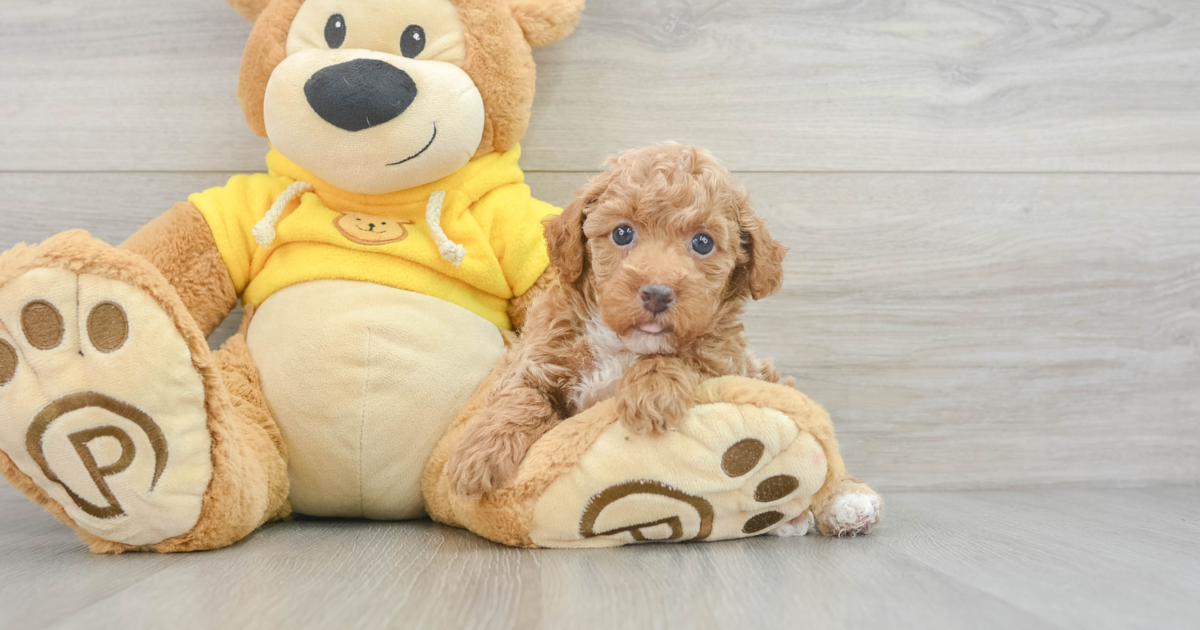 Akc Registered Poodle Lucille: 3lb 11oz Purebred Puppy