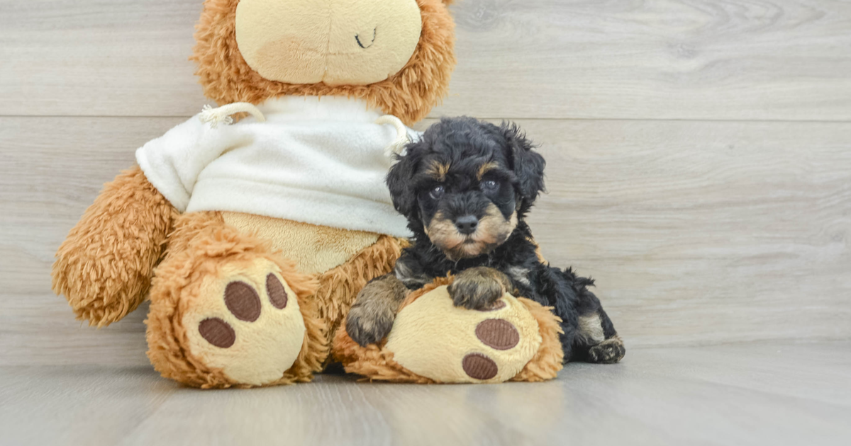 Fluffy Poodle Neymar: 2lb 10oz Purebred Puppy