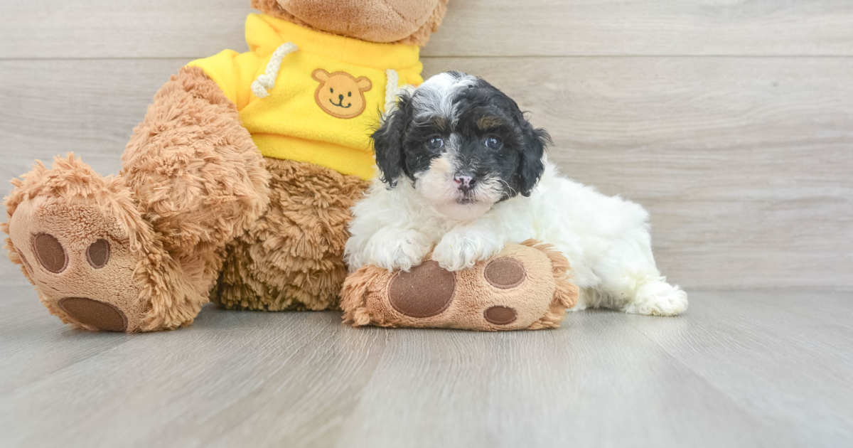 Akc Registered Poodle Oliver: 3lb 11oz Purebred Puppy