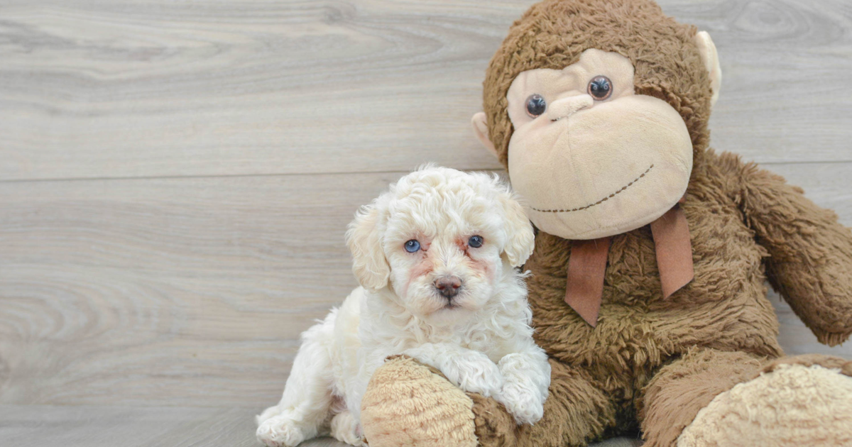Petite Poodle Olivia: 3lb 6oz Purebred Puppy