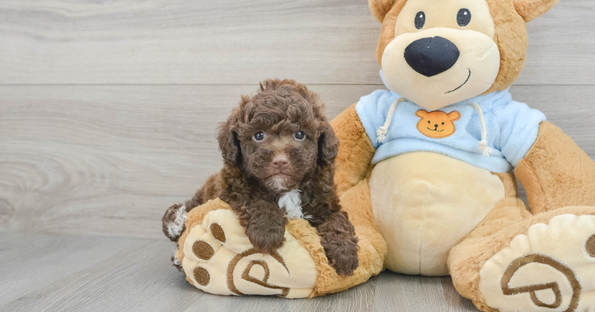 Little Poodle Olly: 3lb 5oz Purebred Puppy