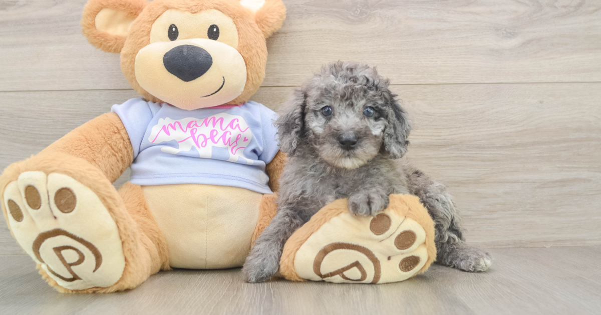 Adorable Poodle Olly: 5lb 9oz Purebred Puppy