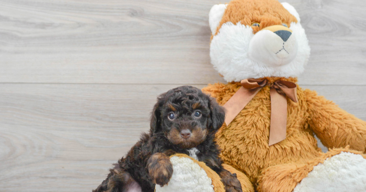 Energetic Poodle Paige: 2lb 13oz Purebred Puppy