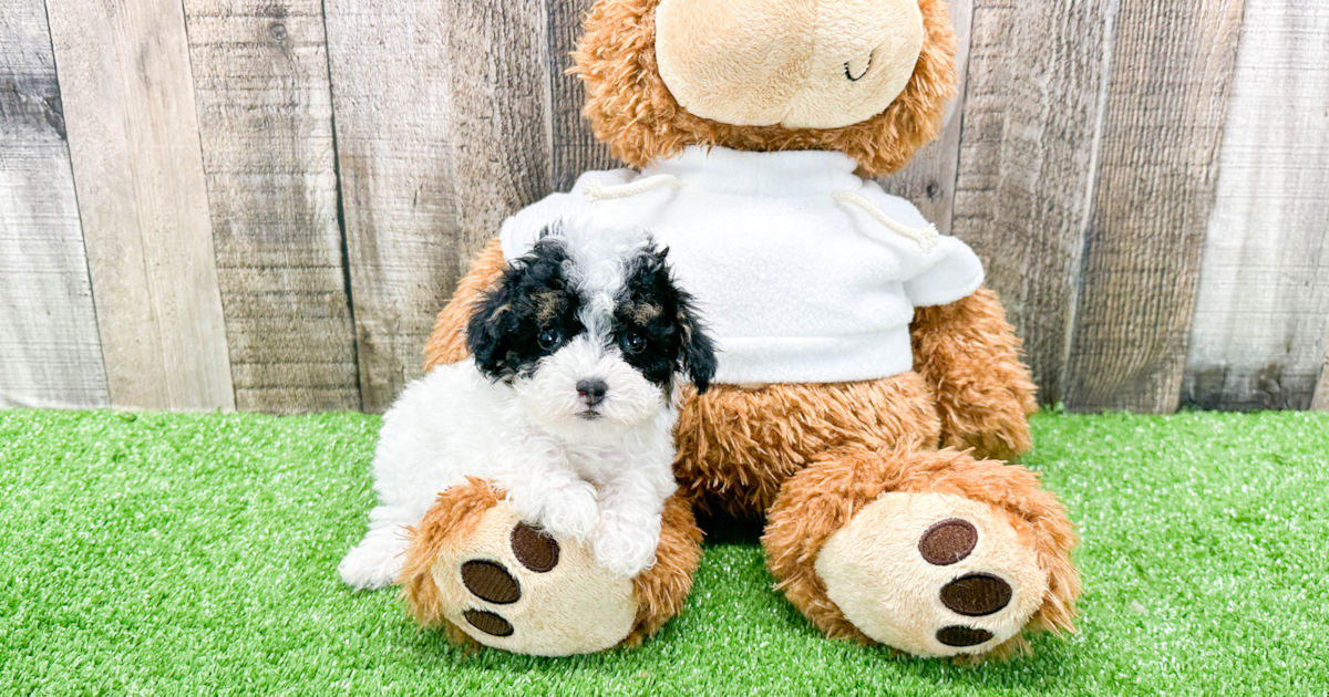 Hypoallergenic Poodle Paige: 2lb 1oz Purebred Puppy