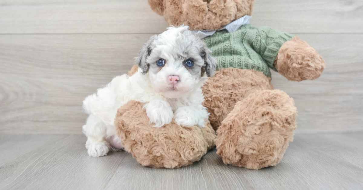 Energetic Poodle Paige: 2lb 12oz Purebred Puppy