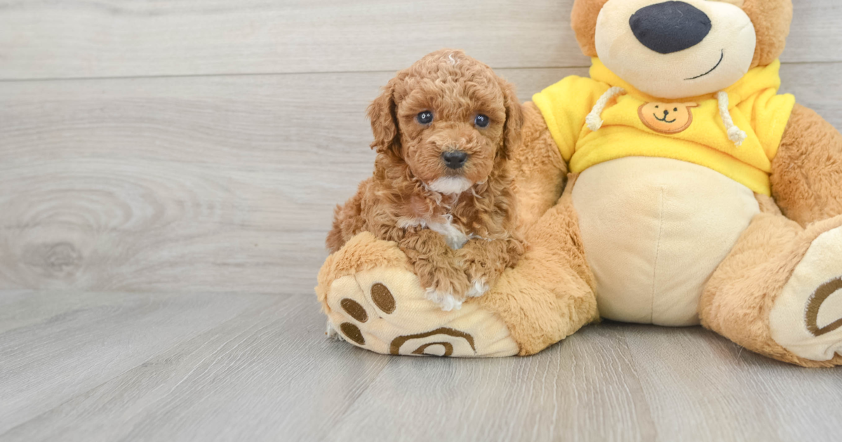 Friendly Poodle Paige: 3lb 12oz Purebred Puppy
