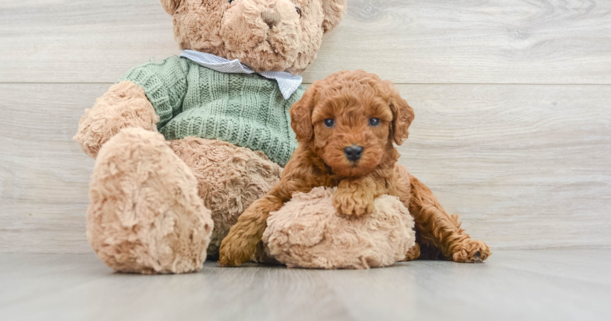 Playful Poodle Paige: 3lb 9oz Purebred Puppy