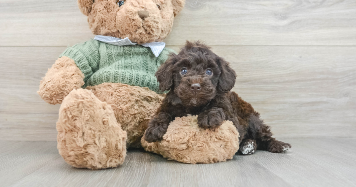 Small Poodle Paige: 4lb 9oz Purebred Puppy