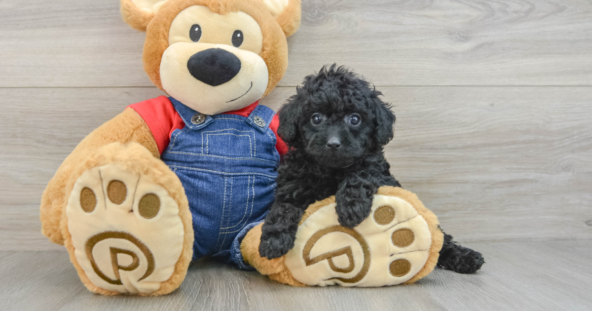 Little Poodle Paige: 3lb 7oz Purebred Puppy