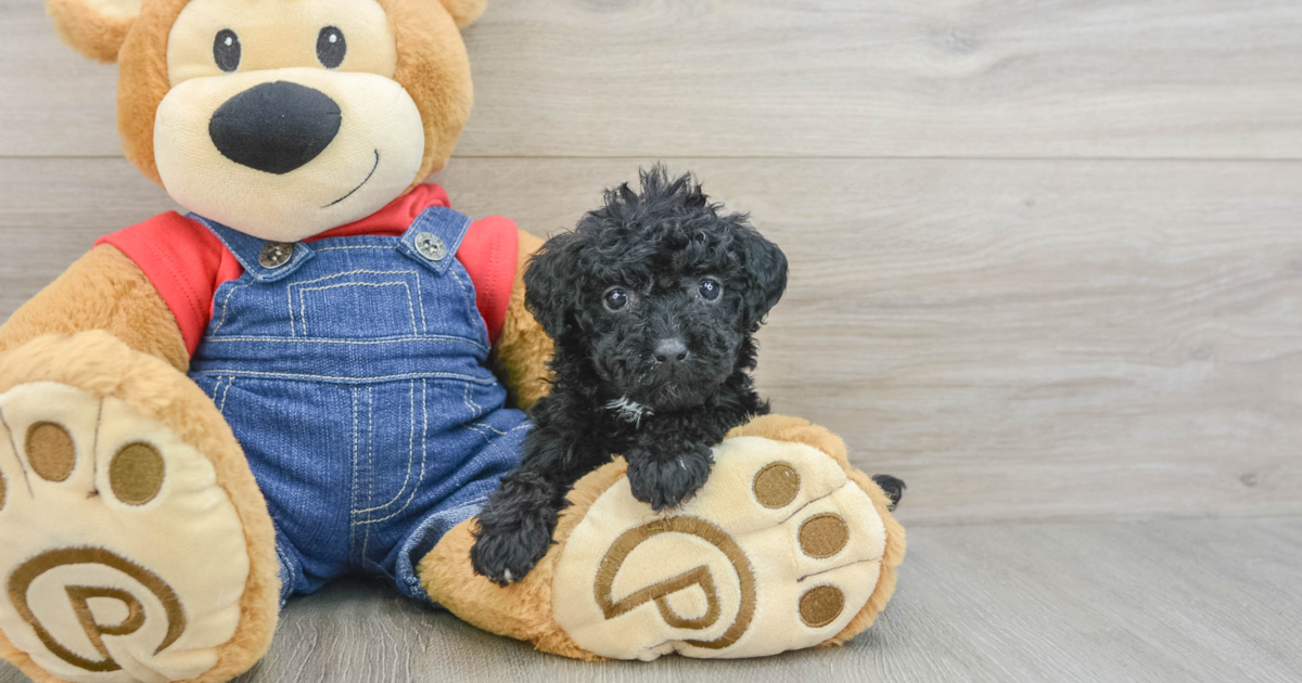 Cute Poodle Paige: 3lb 2oz Purebred Puppy
