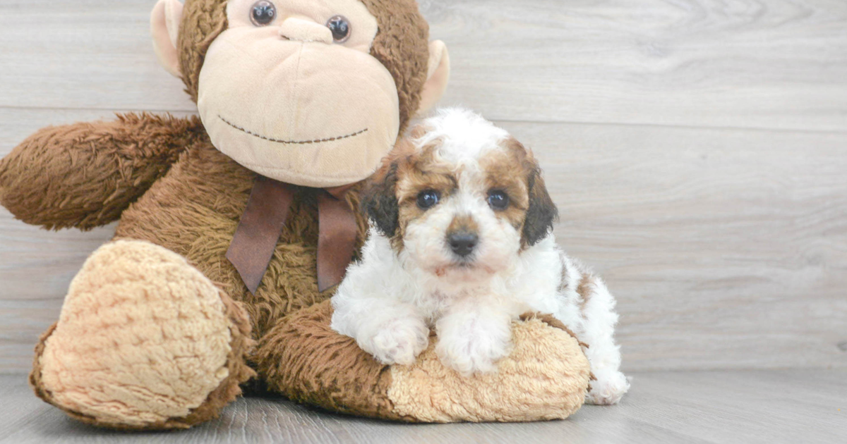 Happy Poodle Paige: 2lb 10oz Purebred Puppy