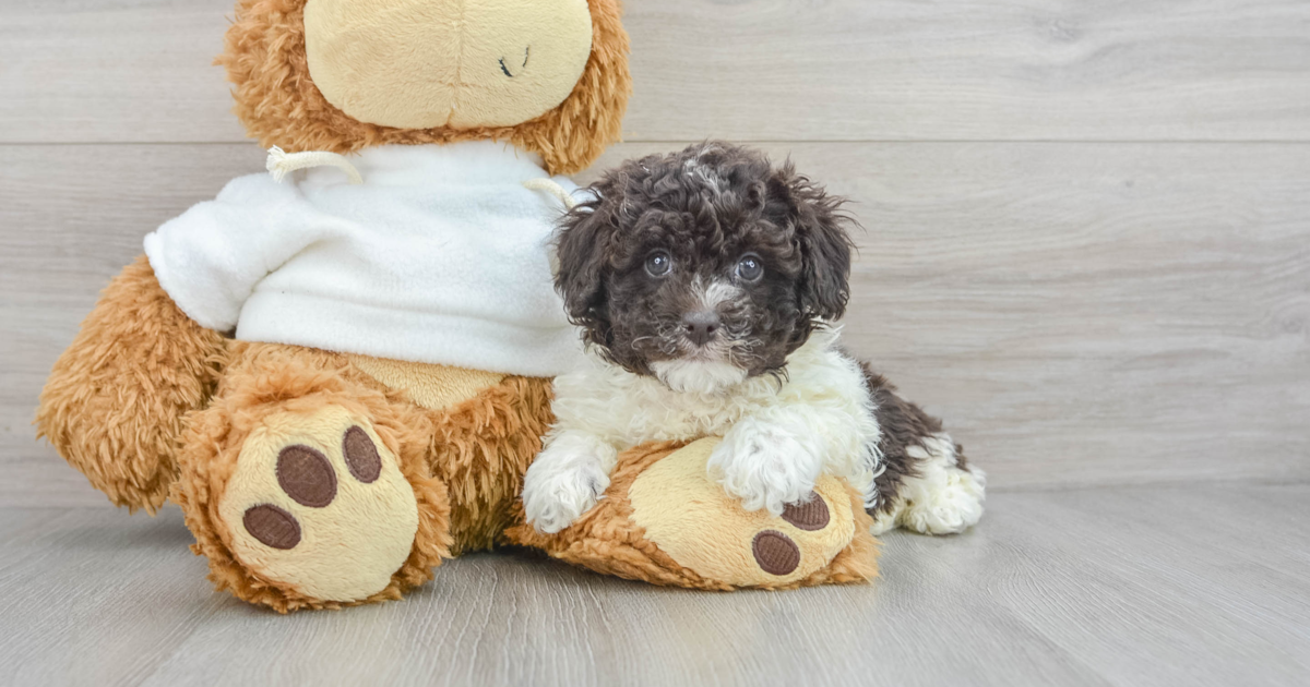 Energetic Poodle Paradise: 3lb 13oz Purebred Puppy