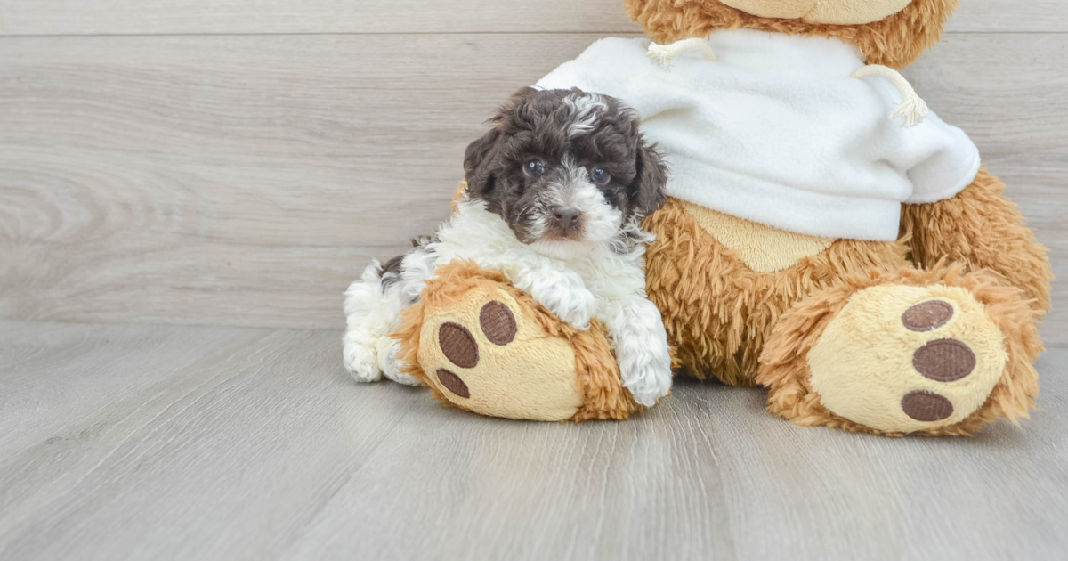 Sweet Poodle Poppy: 2lb 5oz Purebred Puppy