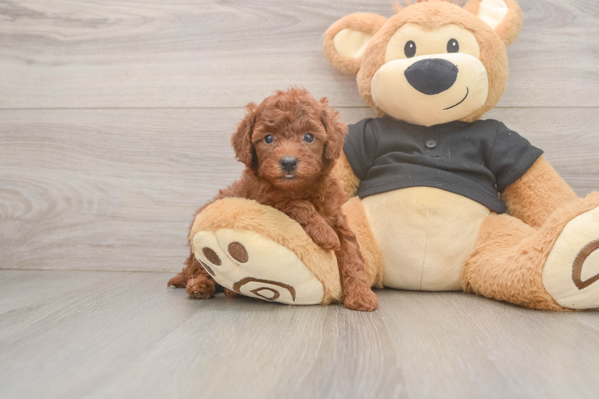 Playful Poodle Raphael: 1lb 15oz Purebred Puppy