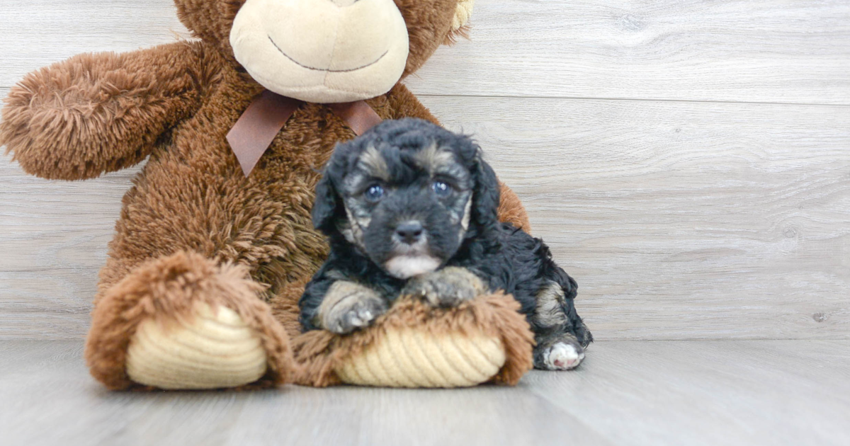Little Poodle Rick: 3lb 7oz Purebred Puppy