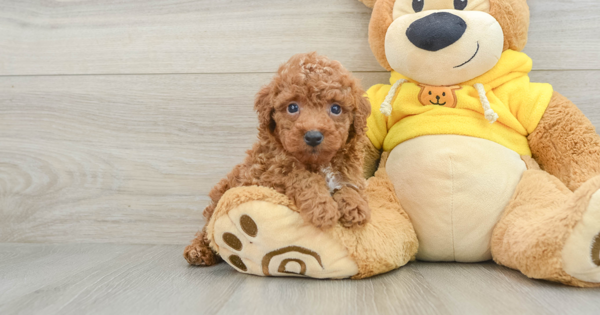 Adorable Poodle Ruben: 3lb 11oz Purebred Puppy