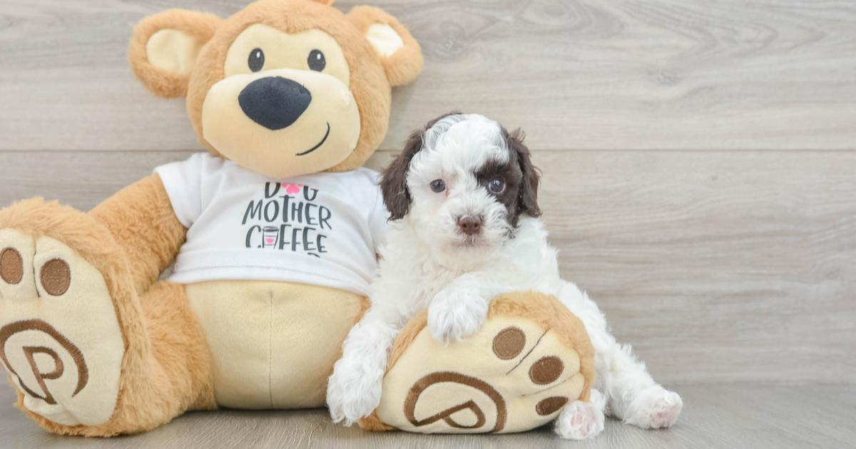 Little Poodle Rufus: 3lb 15oz Purebred Puppy