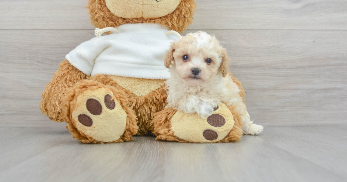 Petite Poodle Zero: 1lb 6oz Purebred Puppy