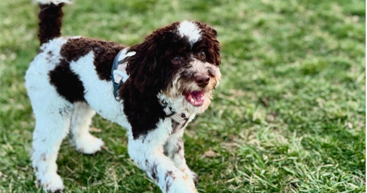Popular Cockapoo Generations Explained: F1, F1b, F2, Multigen