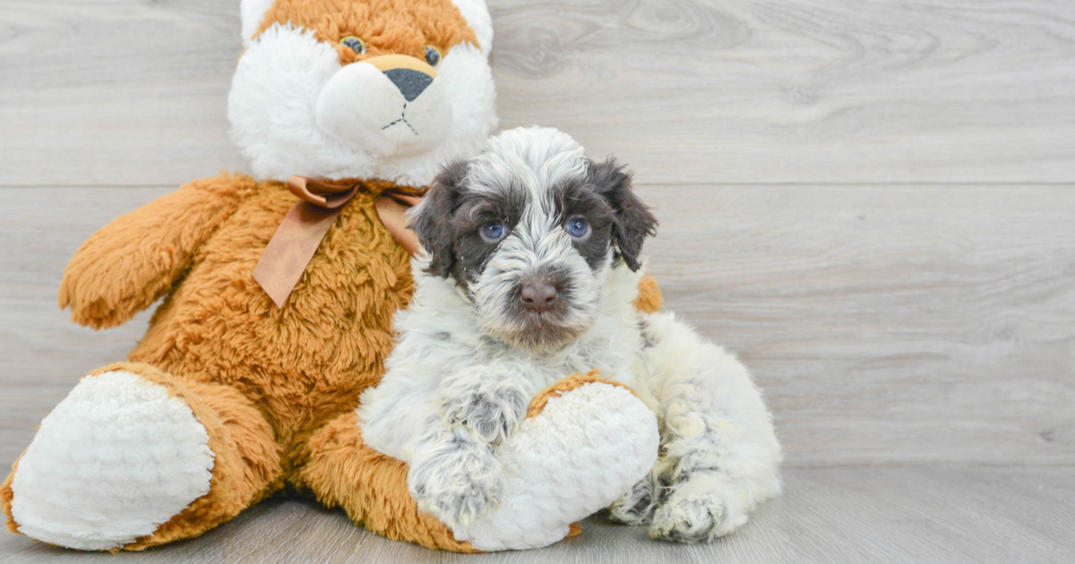 Akc Registered Portuguese Water Dog Rigby: 8lb 5oz Small Breed Puppy
