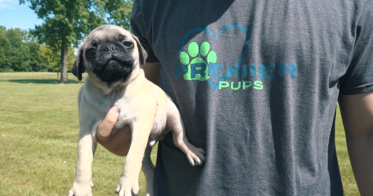Premier Pups Breeders: The Remarkable People Behind the Promise