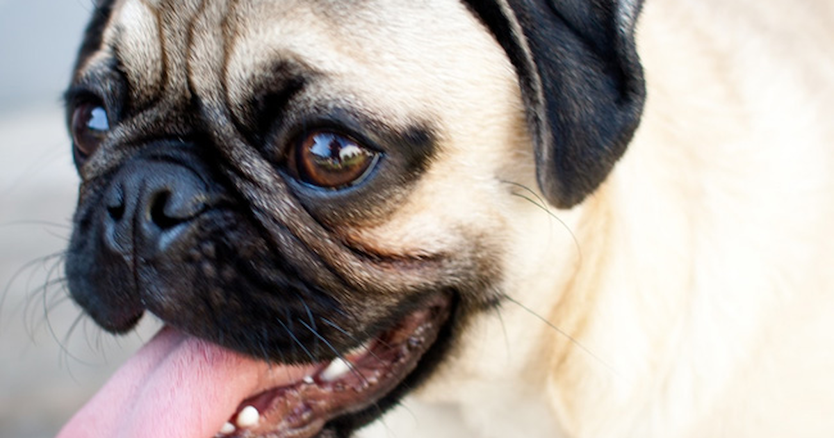 Pug Pictures, History, Temperament +MORE | Premier Pups