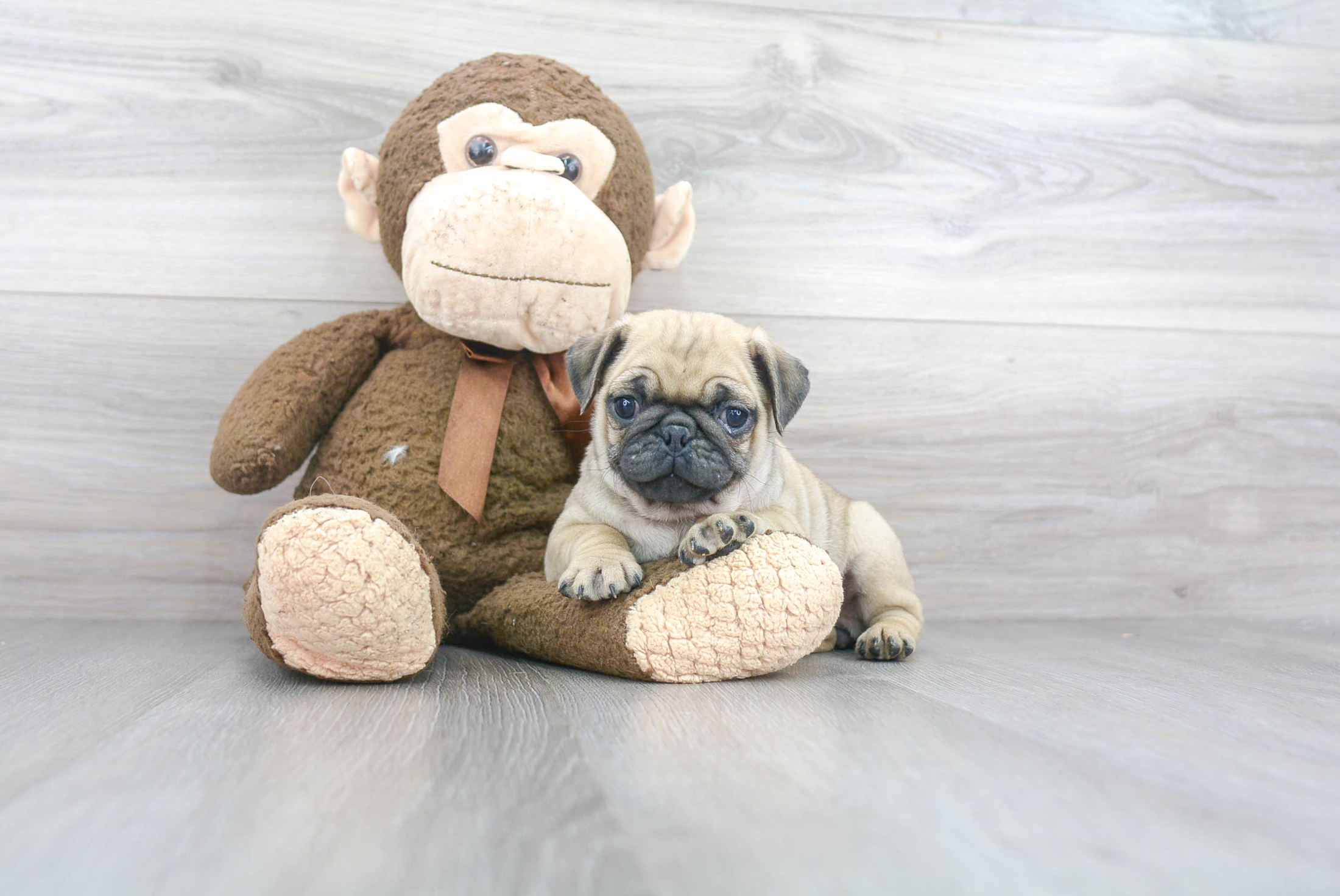 Photo Gallery: Beautiful Pug Pictures | Premier Pups