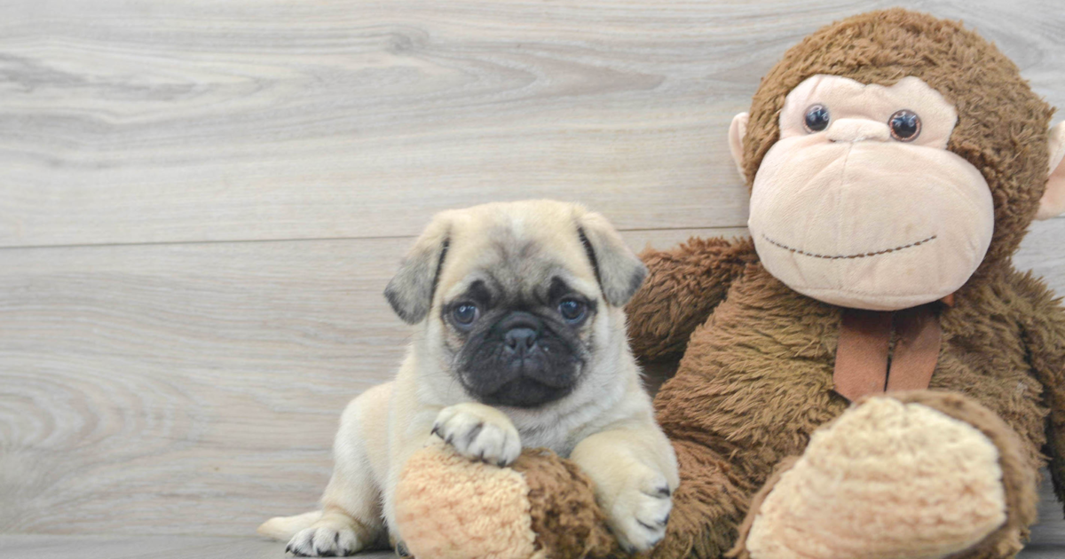 Popular Pug Jojo: 5lb 1oz Purebred Puppy