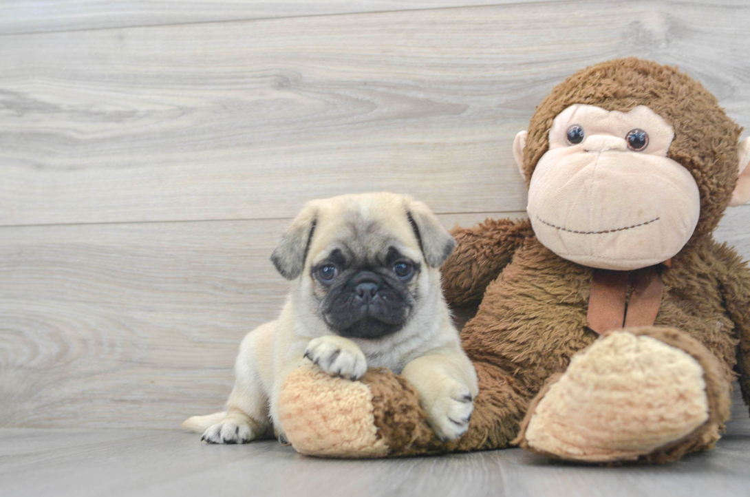 Delightful Pug Puppies For Sale | Premier Pups