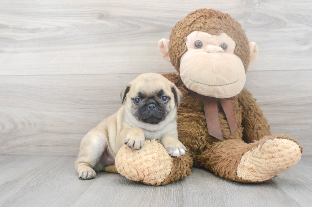 Delightful Pug Puppies For Sale | Premier Pups