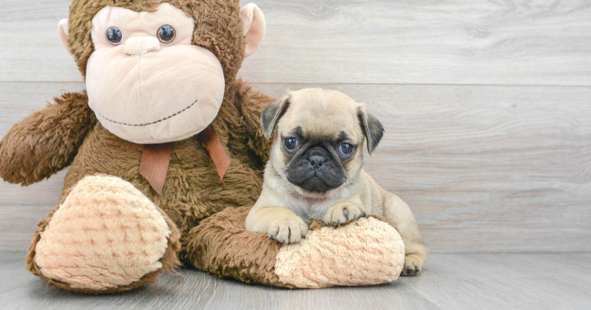 Cute Pug Pepper: 3lb 4oz Small Breed Puppy