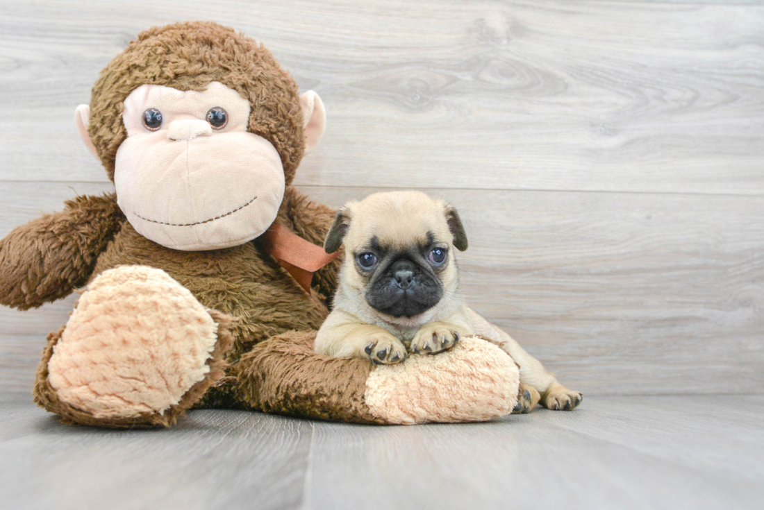 Photo Gallery: Beautiful Pug Pictures | Premier Pups