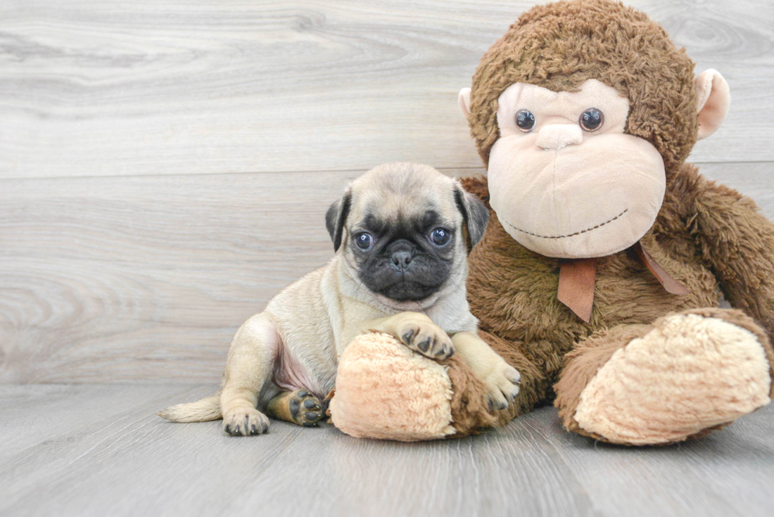Photo Gallery: Beautiful Pug Pictures | Premier Pups