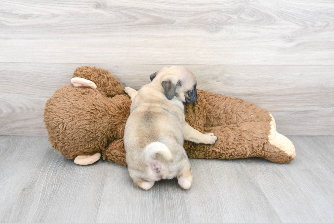 Photo Gallery: Beautiful Pug Pictures | Premier Pups