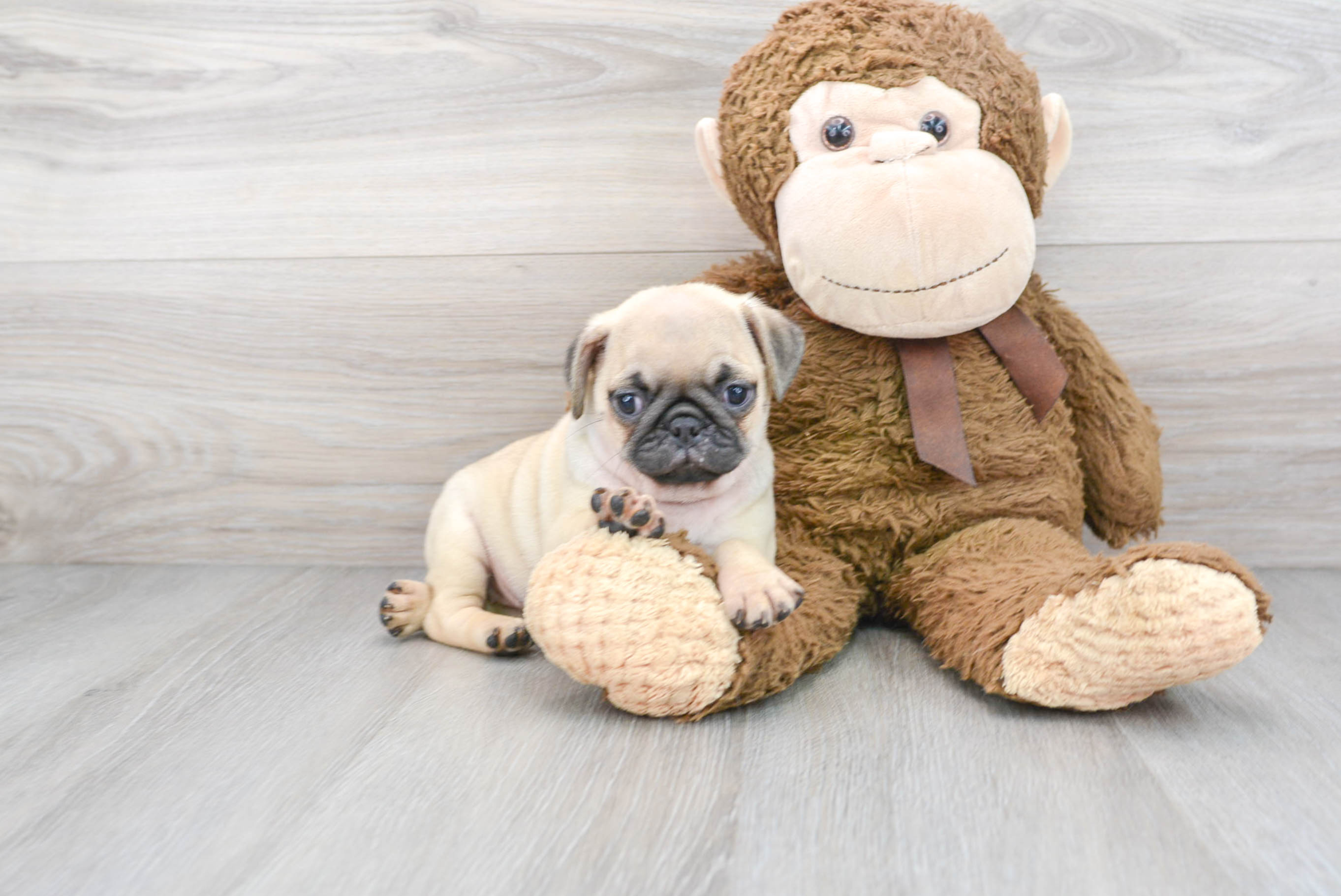 Photo Gallery: Beautiful Pug Pictures | Premier Pups