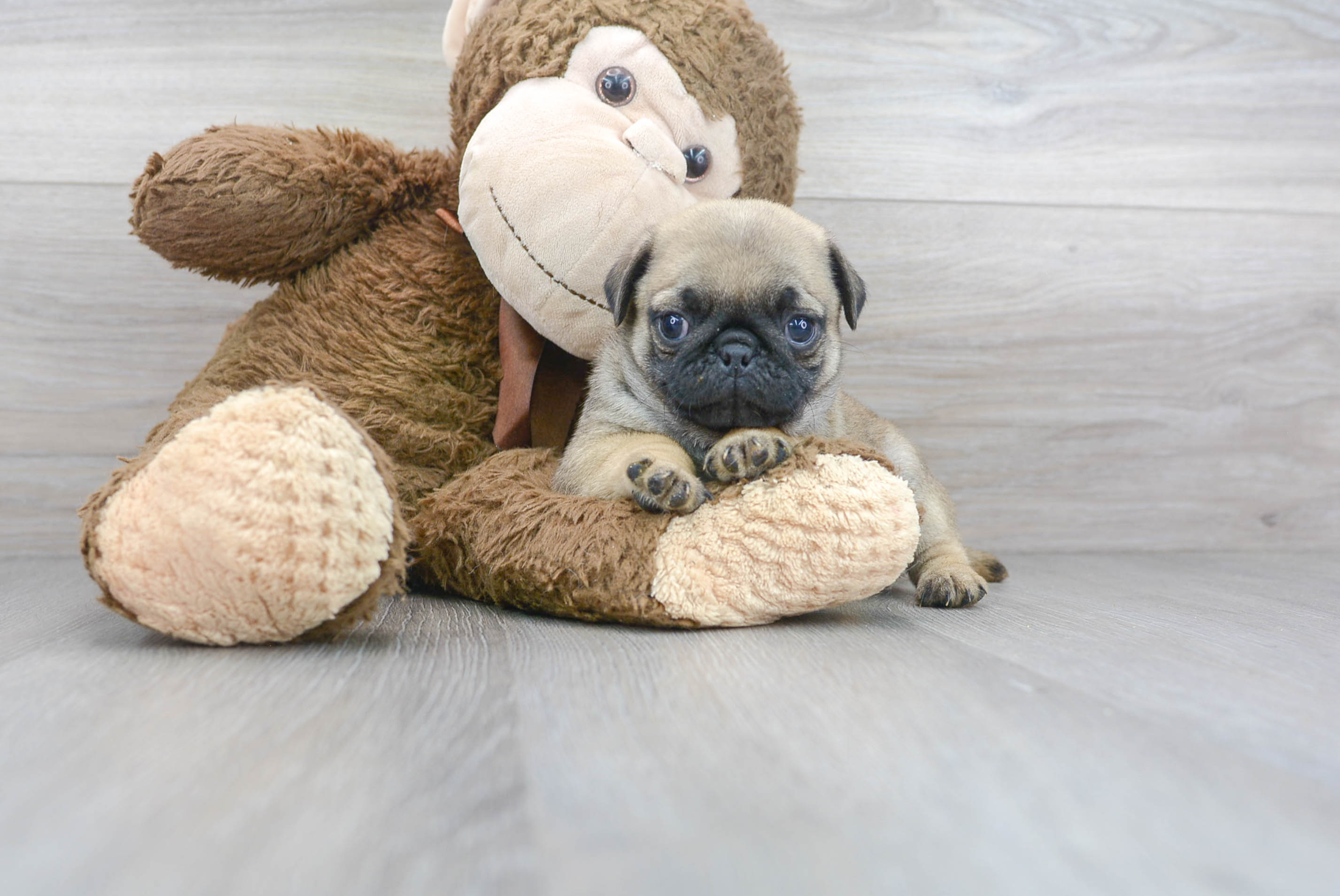 Photo Gallery: Beautiful Pug Pictures | Premier Pups