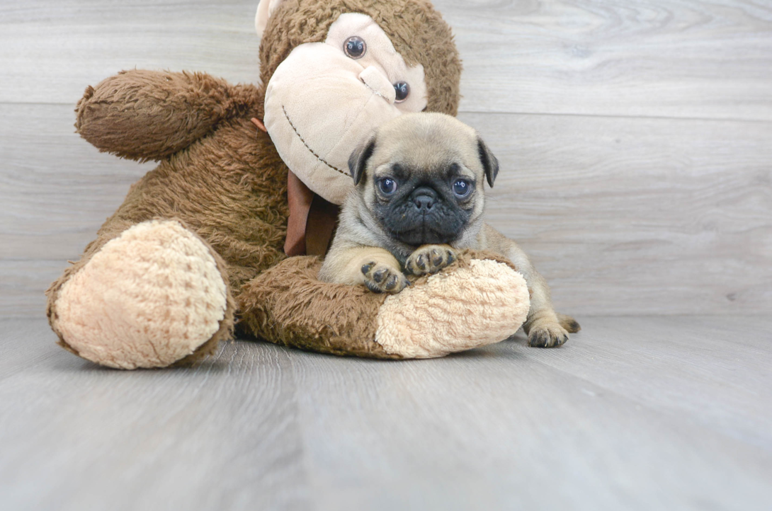Delightful Pug Puppies For Sale | Premier Pups