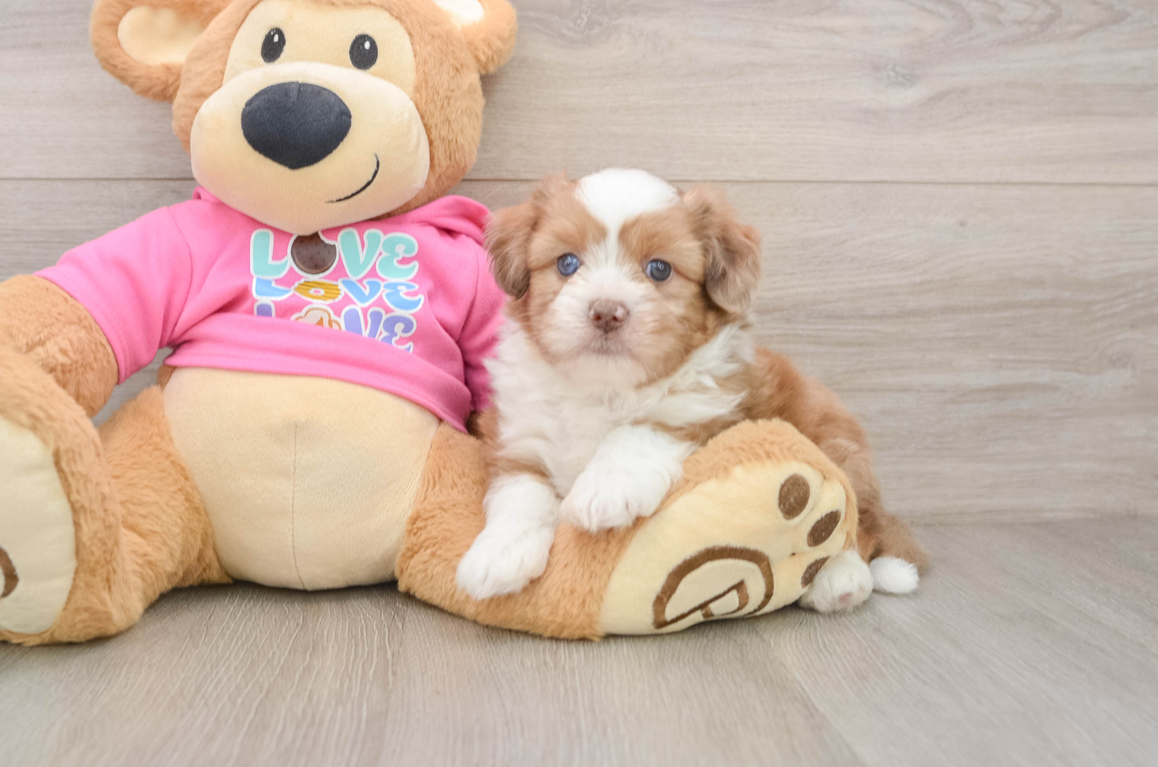 Find Auss-Tzu Puppies for Sale at Premier Pups