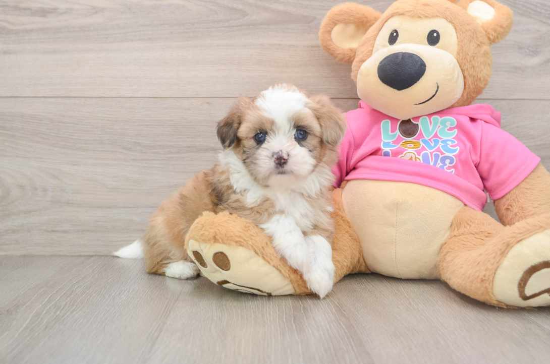 Find Auss-Tzu Puppies for Sale at Premier Pups